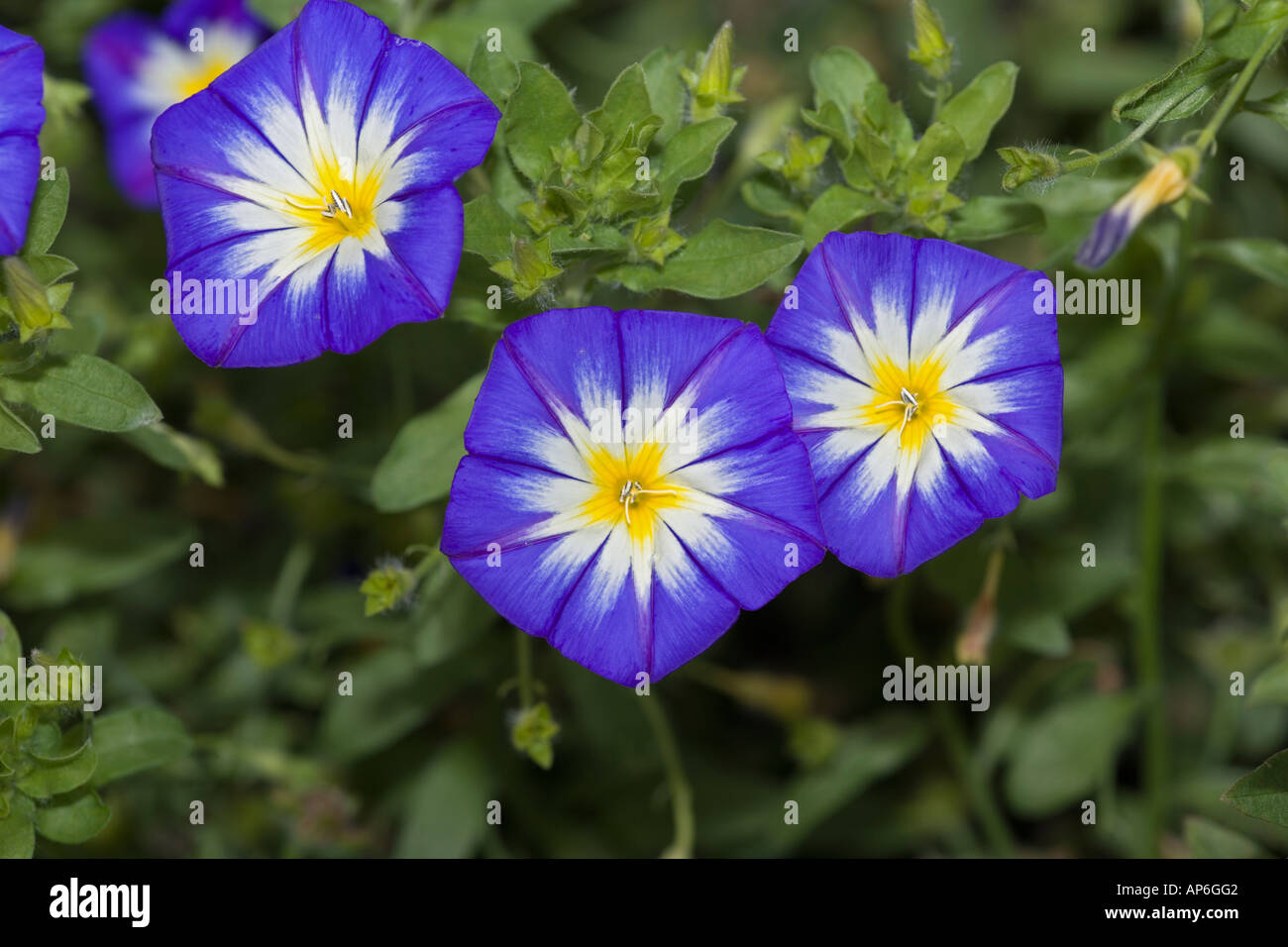 Dwarf convolvulus convolvulus tricolor -Fotos und -Bildmaterial in ...