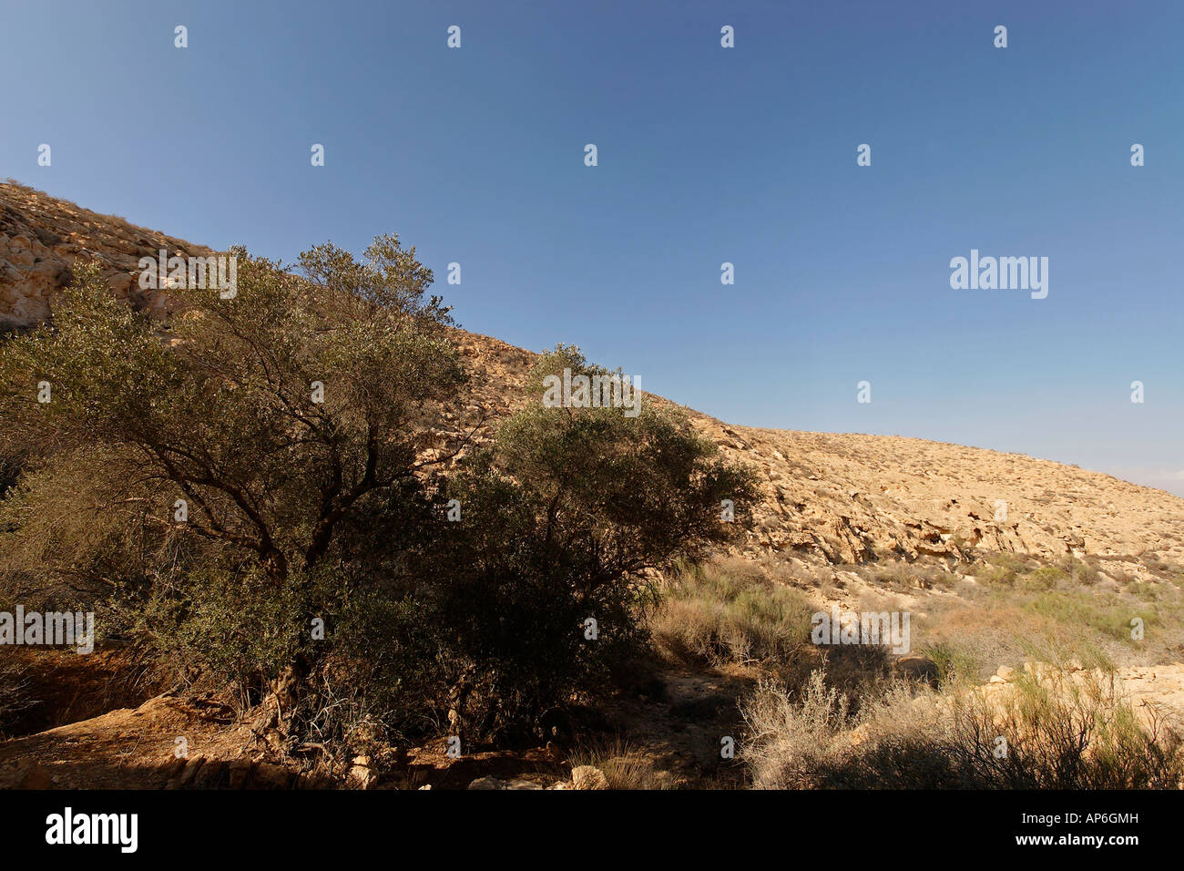 Oleaceae nature israel -Fotos und -Bildmaterial in hoher Auflösung – Alamy