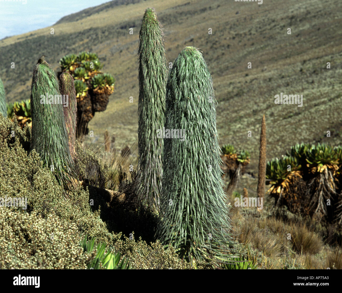 Mt kenia und riesenpflanzen -Fotos und -Bildmaterial in hoher Auflösung ...