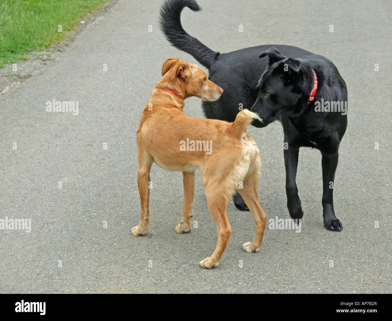 zwei Hunde Treffen unterwegs unter Kontakt durch schnüffeln einander ...