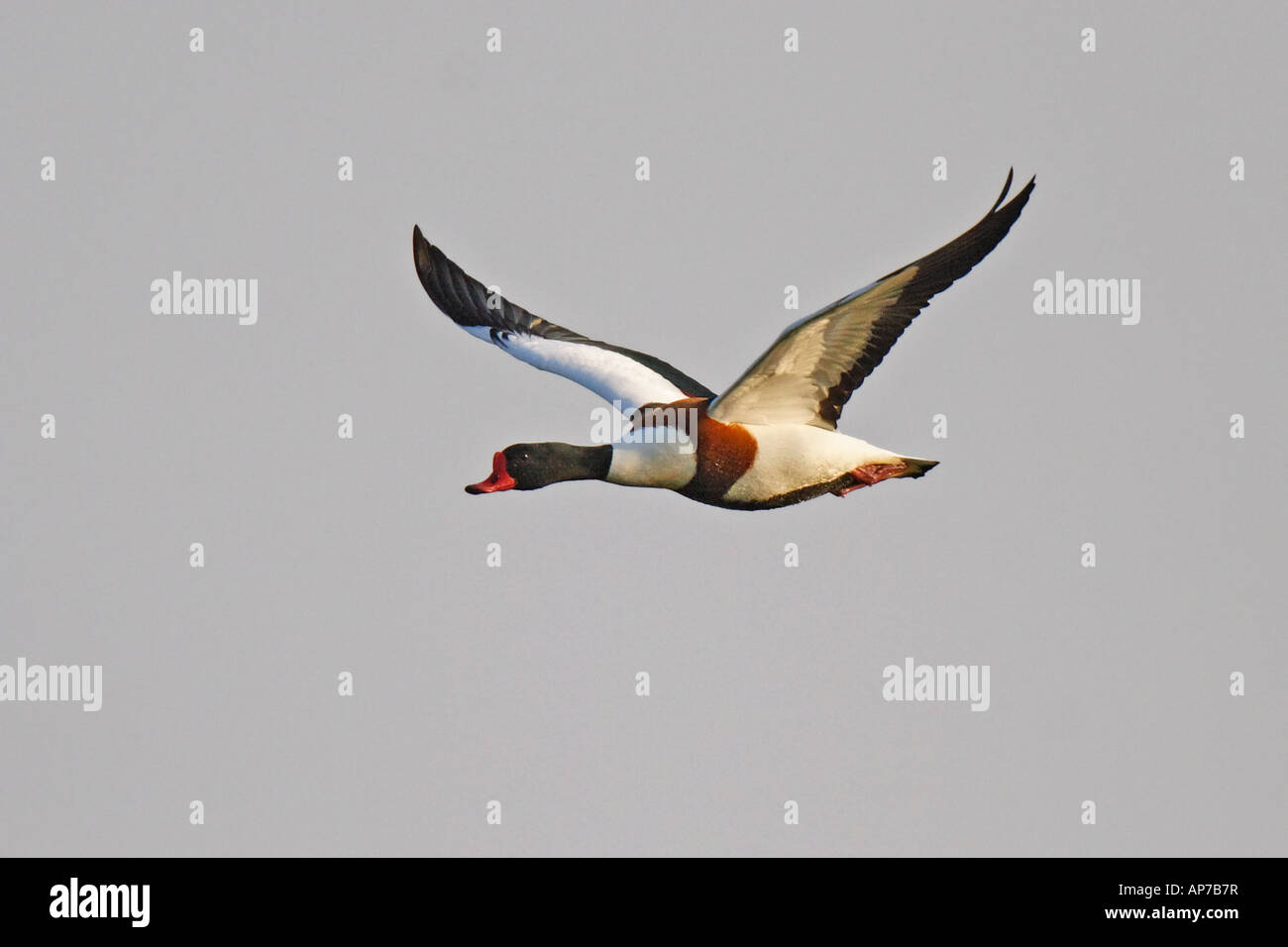 Brandente Brandgans Tadorna Tadorna Brandgänse Gans gemeinsame ...