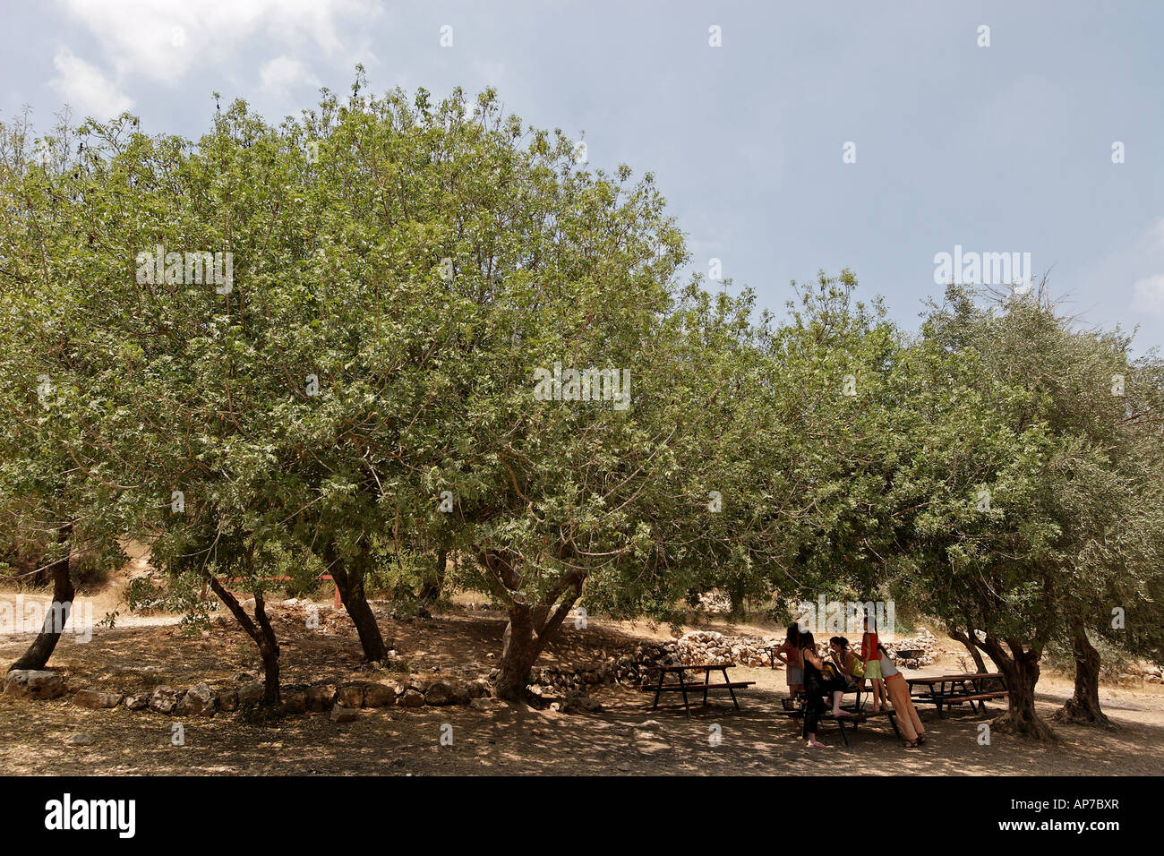 Israel Terebinthe Baum Pistacia Palaestina in Ein Kobi Stockfotografie ...