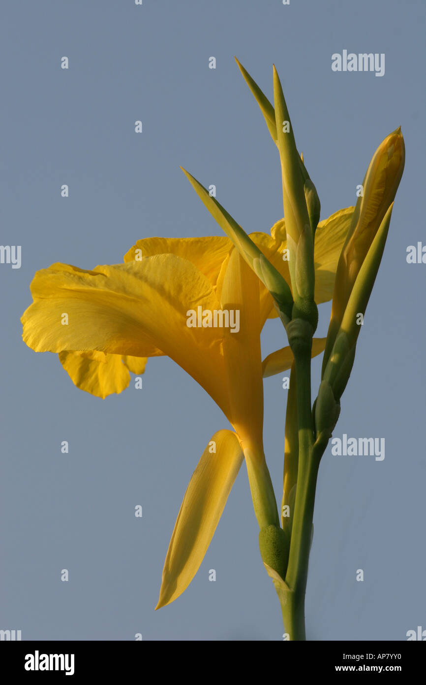 Canna x generalis -Fotos und -Bildmaterial in hoher Auflösung – Alamy