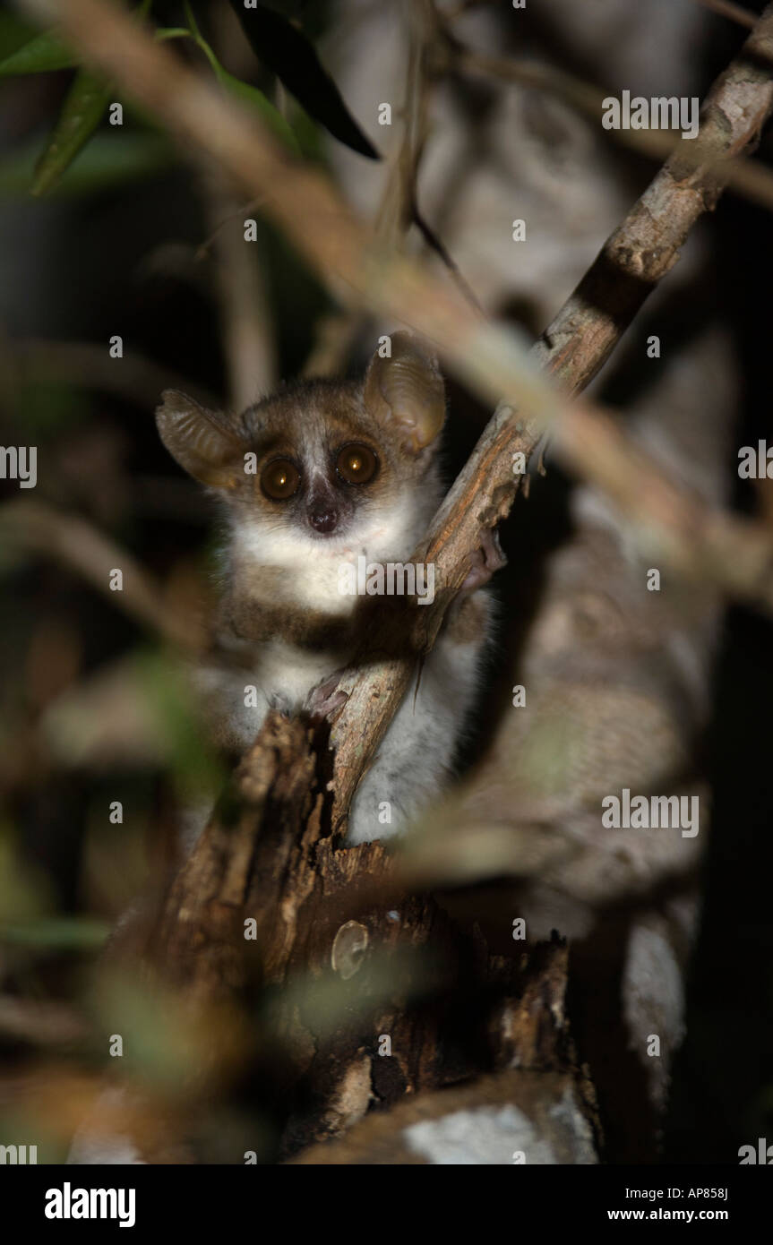 Grauer Mausmaki, Microcebus Murinus, Kirindy Wald, Madagaskar ...