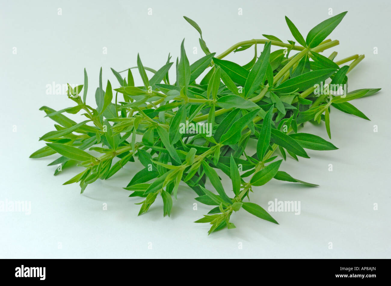 Estragon artemisia dracunculus -Fotos und -Bildmaterial in hoher ...