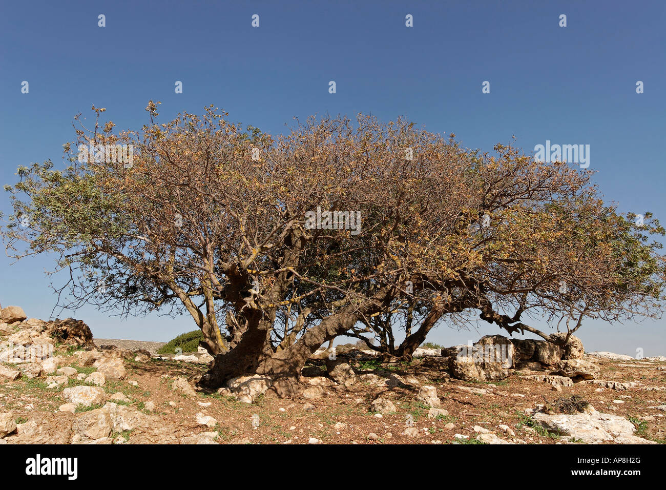 Samaria Terebinthe Baum Pistacia Palaestina in Yanun Stockfotografie ...