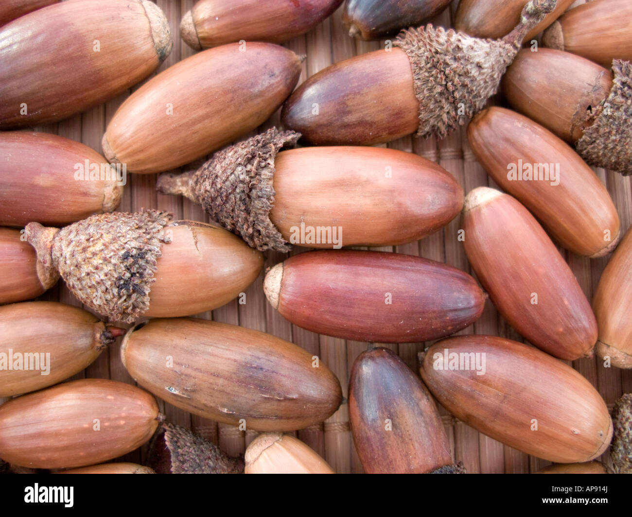 Eichel nuss -Fotos und -Bildmaterial in hoher Auflösung – Alamy