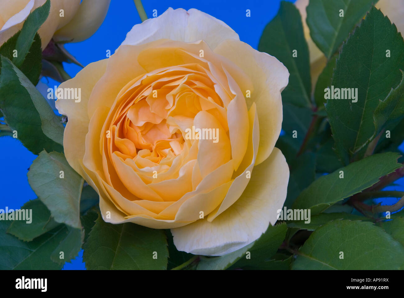 David Graham Stockfotos und -bilder Kaufen - Alamy