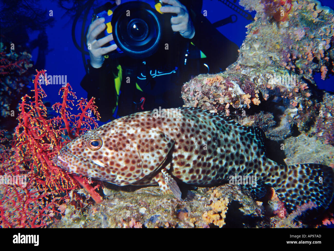Taucher fotografieren eine fettige Zackenbarsch, Epinephelus Tauvina ...