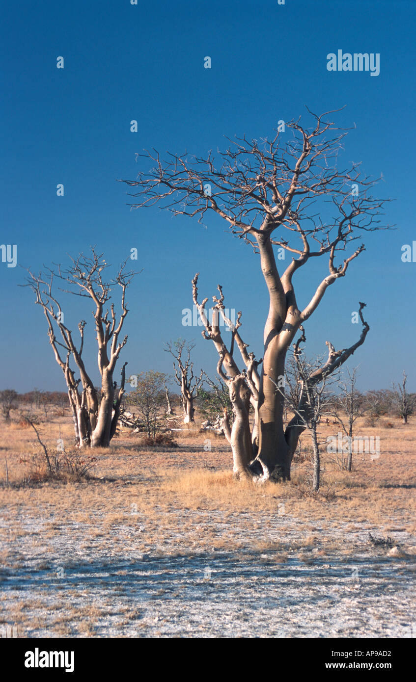 Moringa-Bäume (Moringa Ovalifolia) Ghost Tree oder Haunted Forest ...