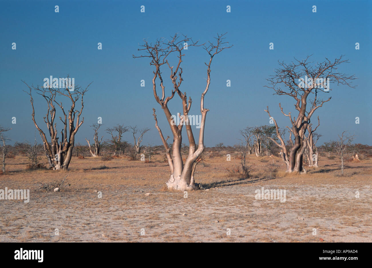Moringa Trees National Park Namibia Stockfotos und -bilder Kaufen - Alamy