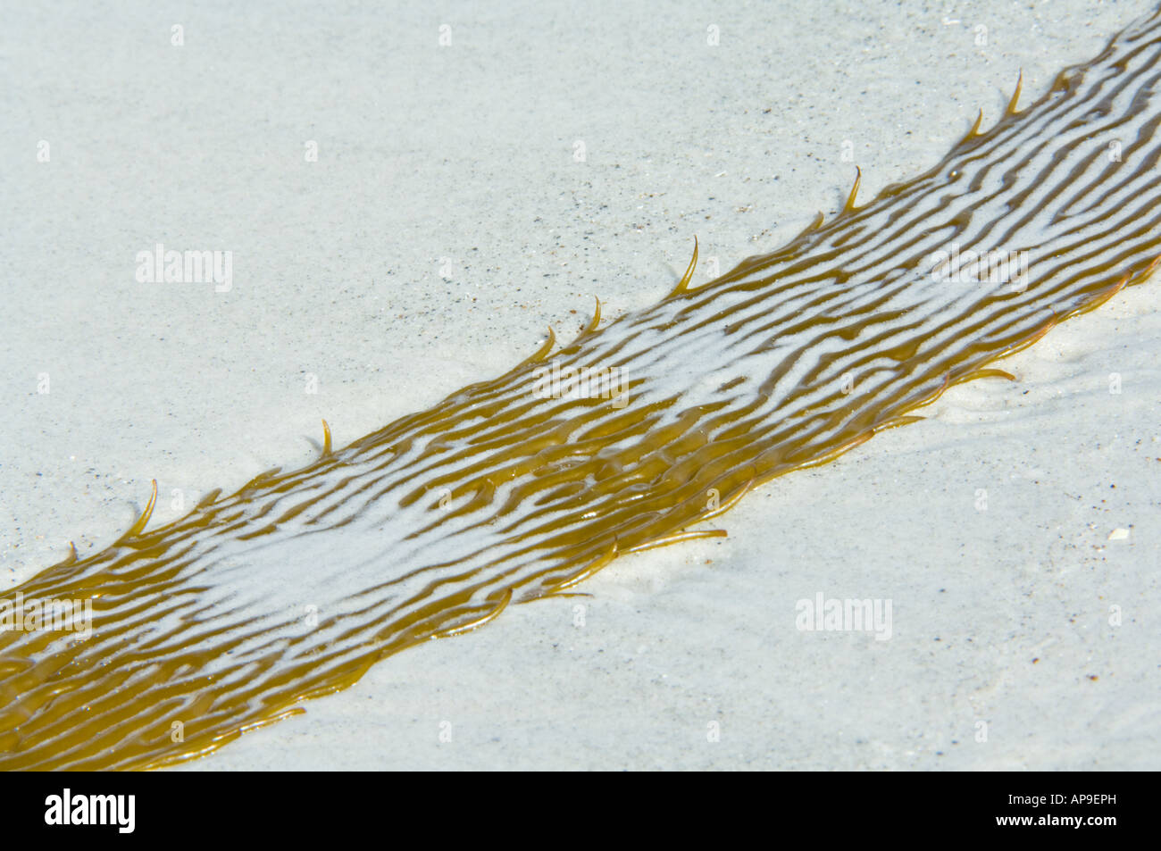 Giant Kelp Macrocystis Pyrifera großen Algen Braunalgen Blatt auf dem ...