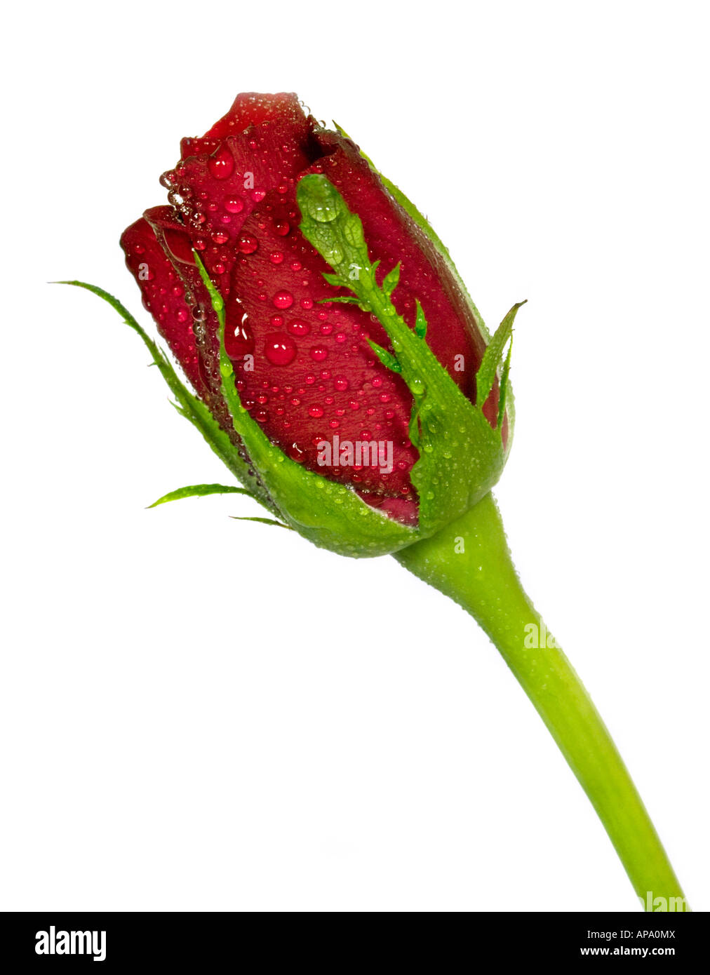 Red sweetheart rose -Fotos und -Bildmaterial in hoher Auflösung – Alamy