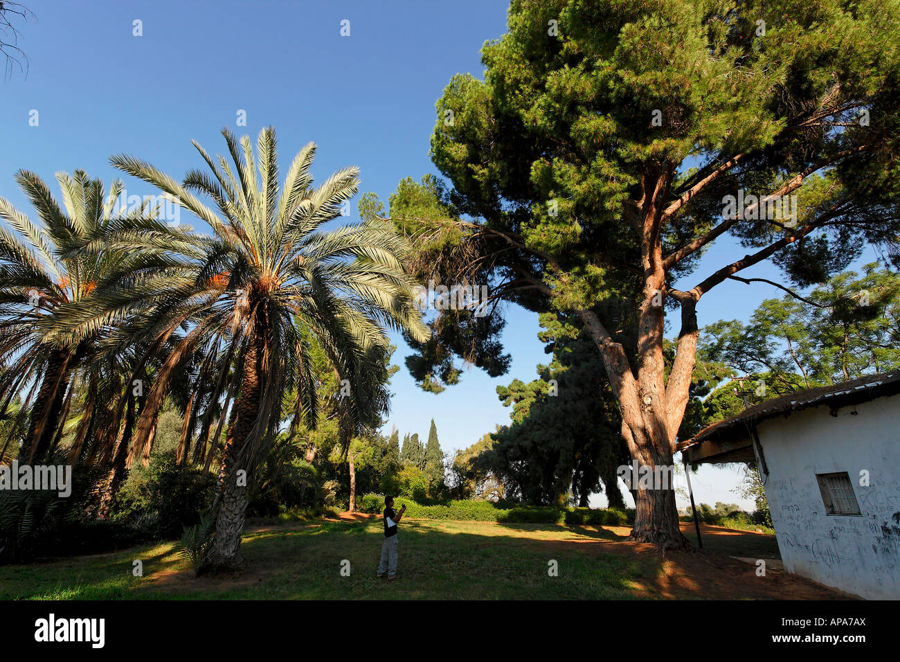 Region Israel Sharon Stone Pine Pinus Pinea in Kfar Saba ...