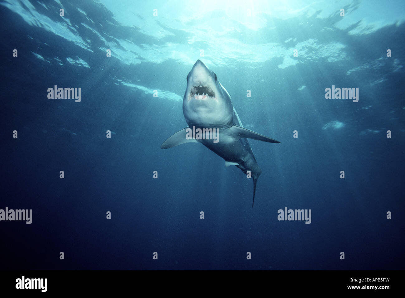 Shortfin Mako, Isurus Oxyrinchus weltweit gefunden wird, ist es eines ...