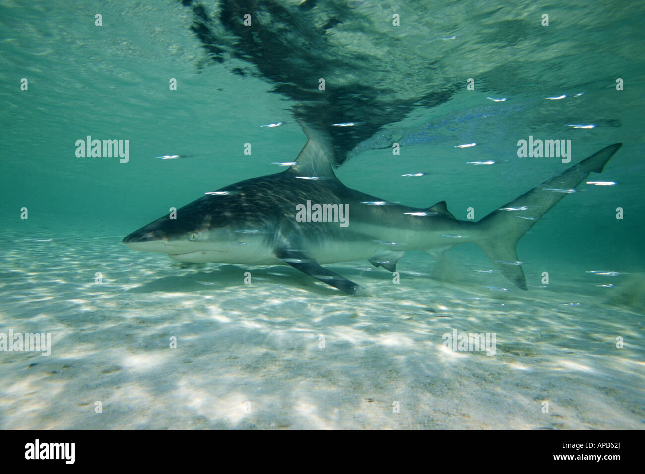 Schwarzspitzen Haie Carcharhinus Limbatus Bahamas Atlantik ...