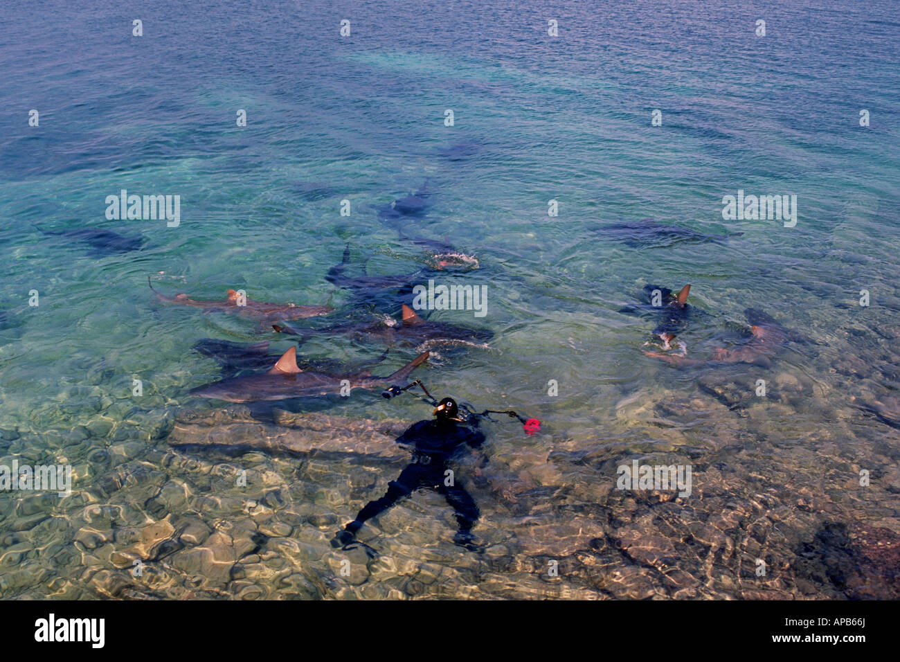 Bull shark bahamas -Fotos und -Bildmaterial in hoher Auflösung – Alamy