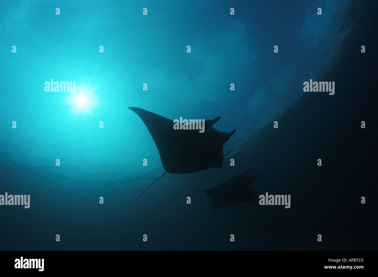 Mantas fliegen -Fotos und -Bildmaterial in hoher Auflösung – Alamy