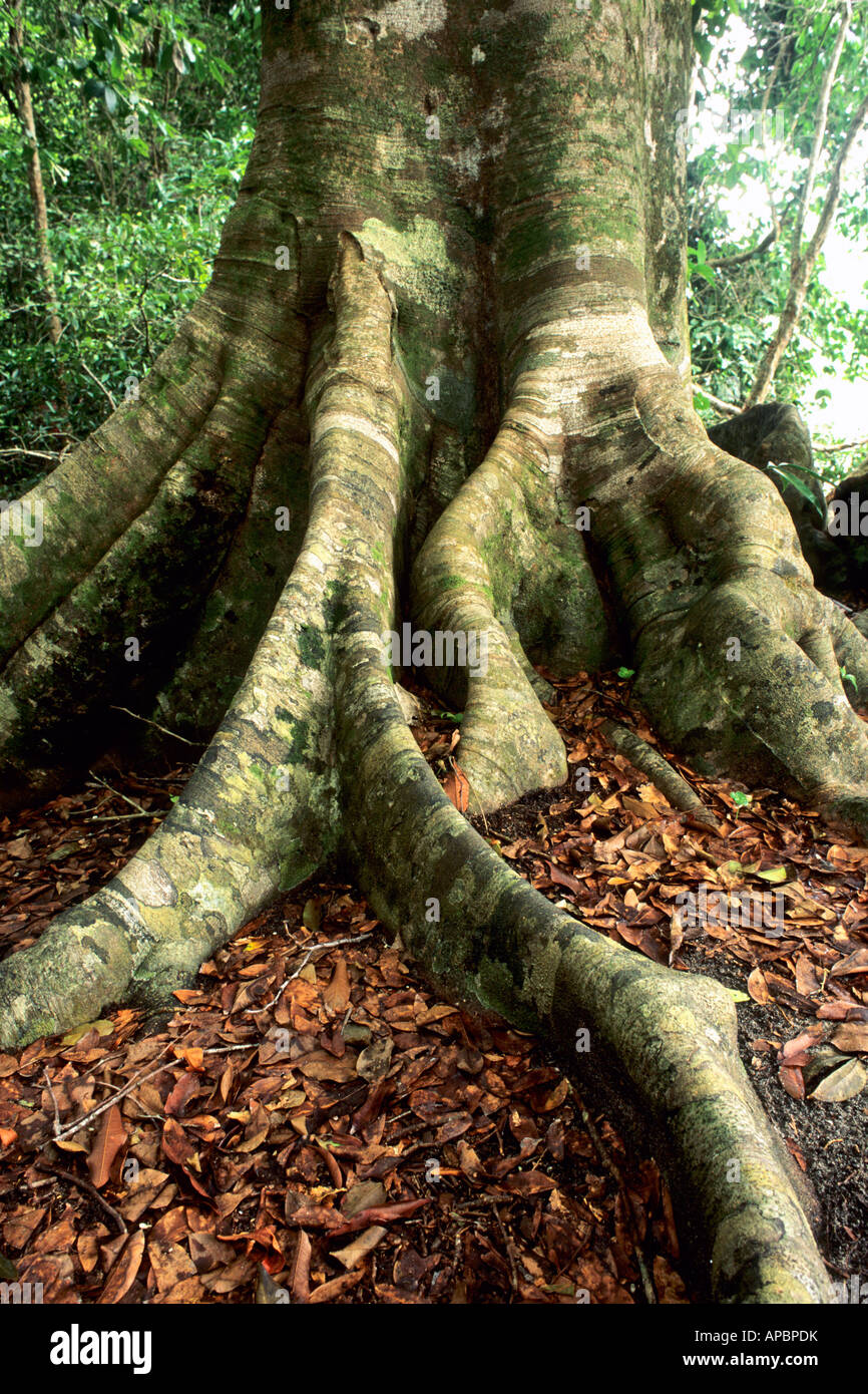 Regenwald Baum Steinstrehlen, Manuel Antonio Nationalpark, Costa Rica ...