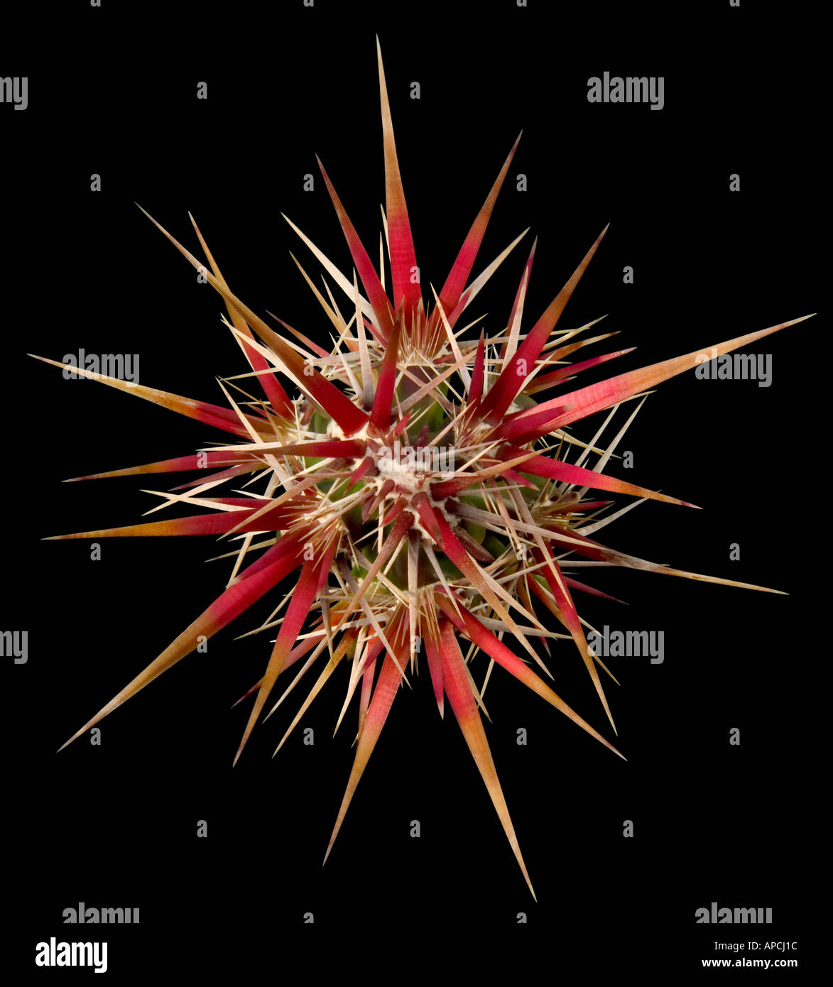 Grusonia invicta -Fotos und -Bildmaterial in hoher Auflösung – Alamy