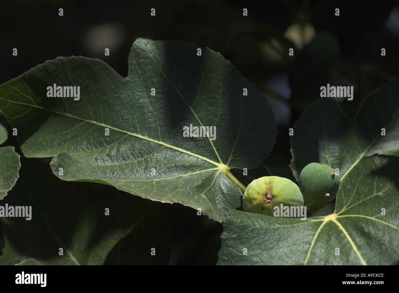 Figo portugal -Fotos und -Bildmaterial in hoher Auflösung – Alamy