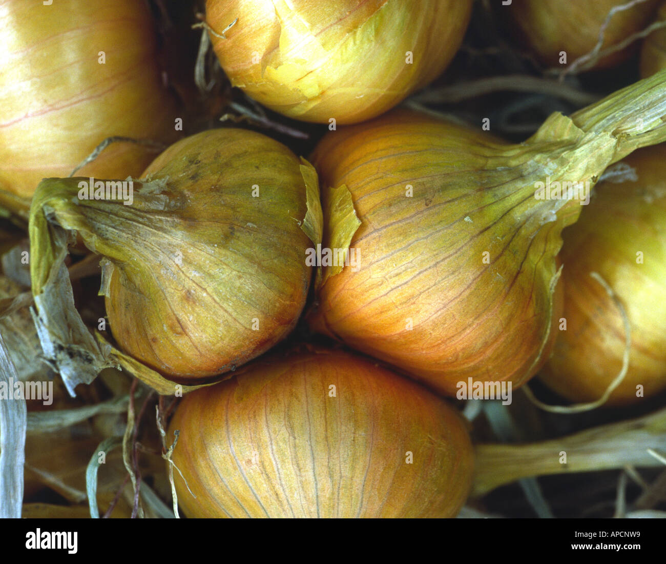 Schalotten garten uk -Fotos und -Bildmaterial in hoher Auflösung – Alamy