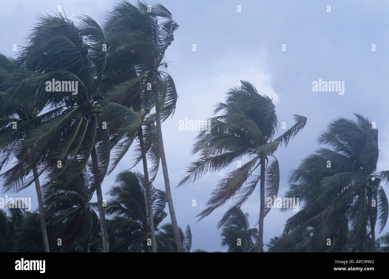 Starker wind weht palmen -Fotos und -Bildmaterial in hoher Auflösung – Alamy