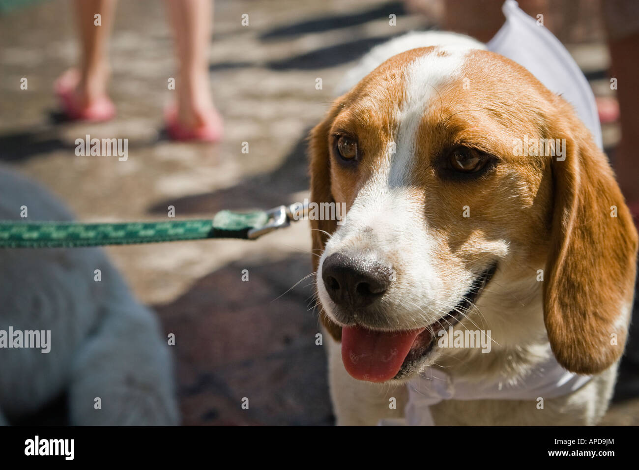 English beagle -Fotos und -Bildmaterial in hoher Auflösung – Alamy