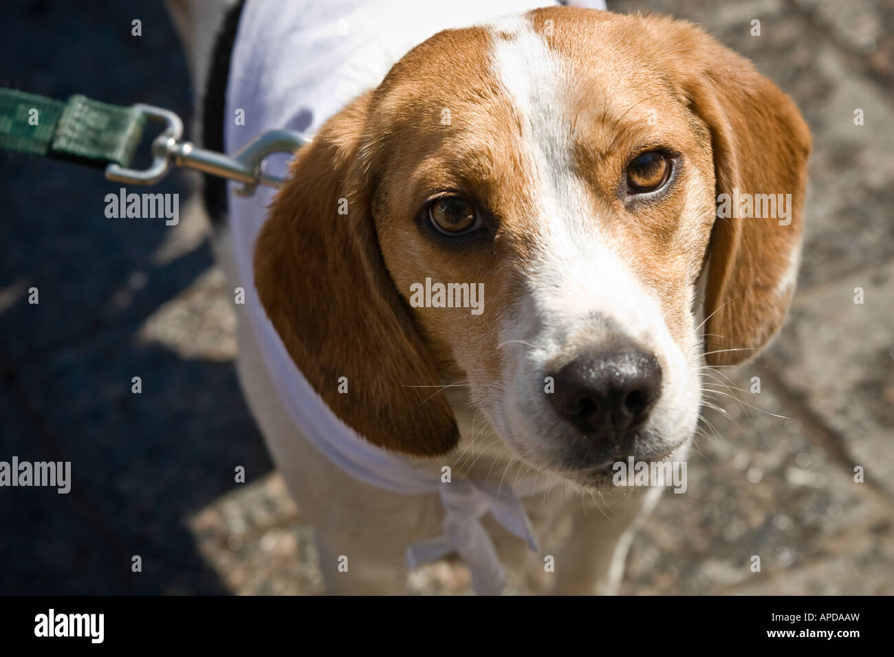 English beagle -Fotos und -Bildmaterial in hoher Auflösung – Alamy
