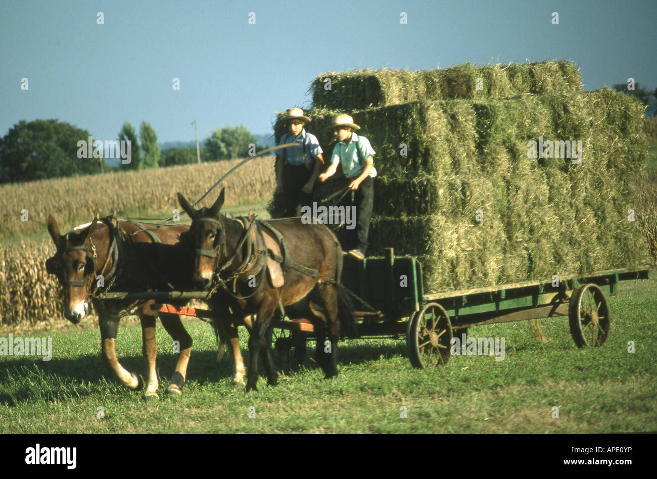 Zwei bauern stapeln heu -Fotos und -Bildmaterial in hoher Auflösung – Alamy