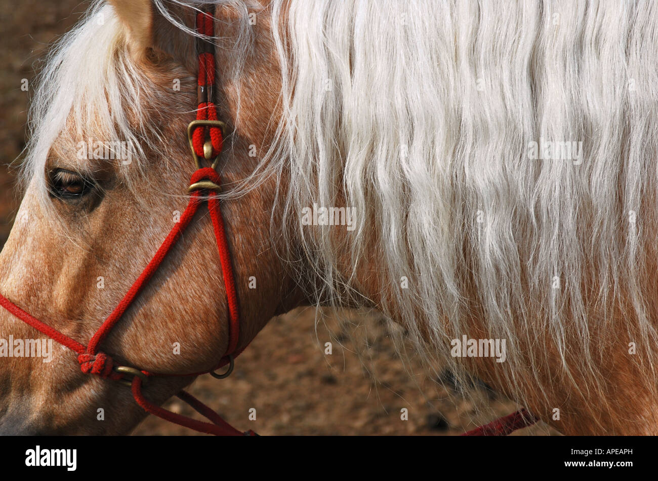 Frise de cheval -Fotos und -Bildmaterial in hoher Auflösung – Alamy