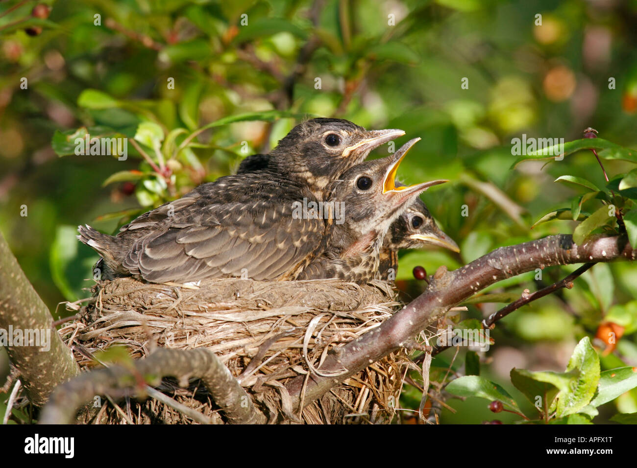Rotkehlchen nestlinge -Fotos und -Bildmaterial in hoher Auflösung – Alamy