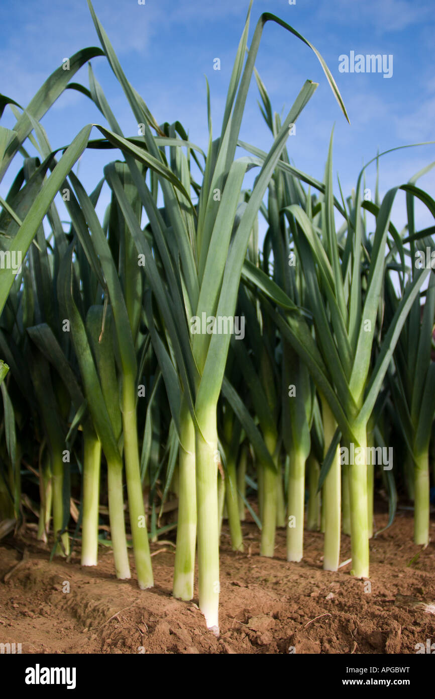 Lauch auf Schlick kommerziell in einem Lincolnshire Feld wachsen ...