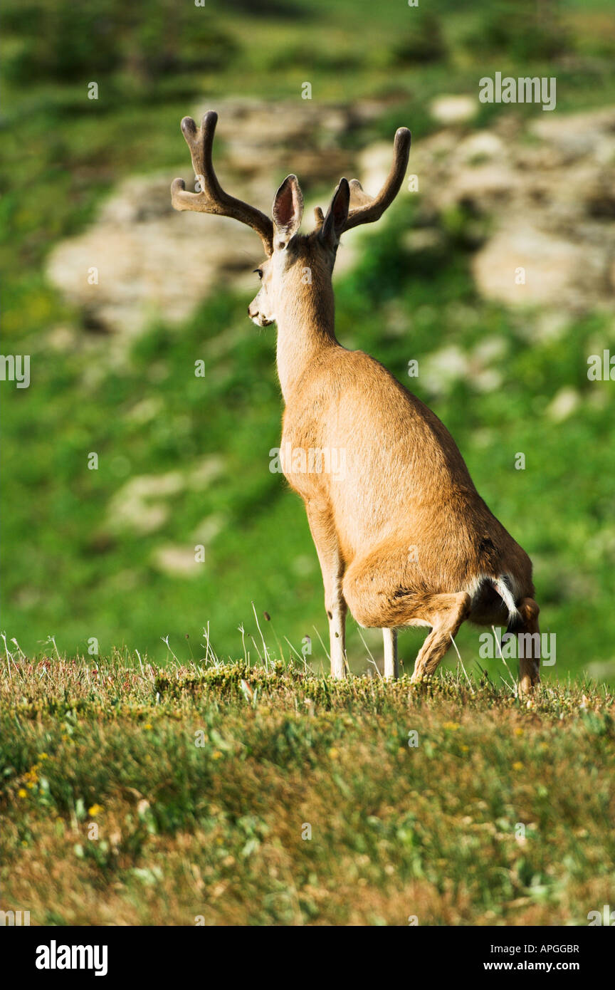 Maultierhirsche Odocoileus Hemionus Buck in samt auf Wiese im Glacier ...