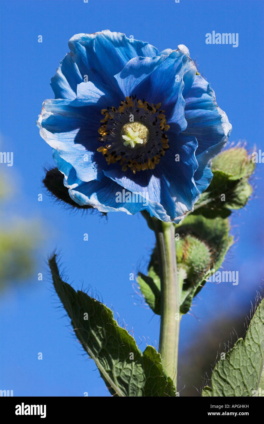 Blaue mohnblume meconopsis betonicifolia -Fotos und -Bildmaterial in ...
