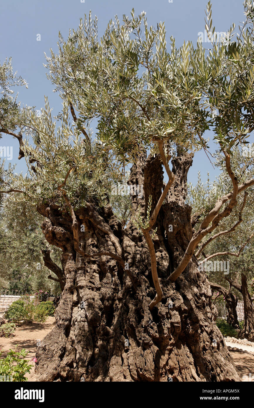 Israel-Jerusalem-Olivenbaum im Garten von Gethsemane Stockfotografie ...