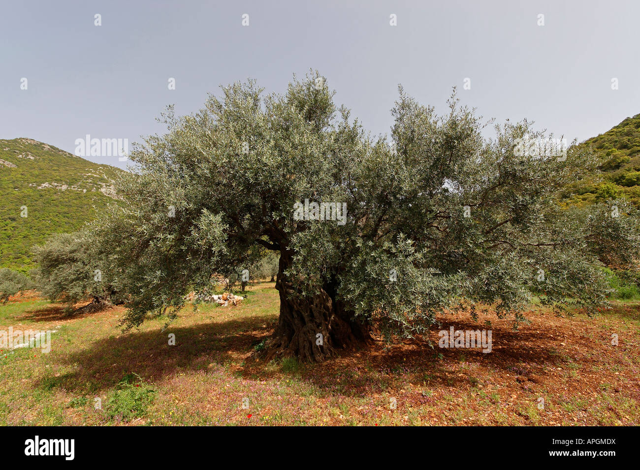 Olive tree -Fotos und -Bildmaterial in hoher Auflösung – Alamy