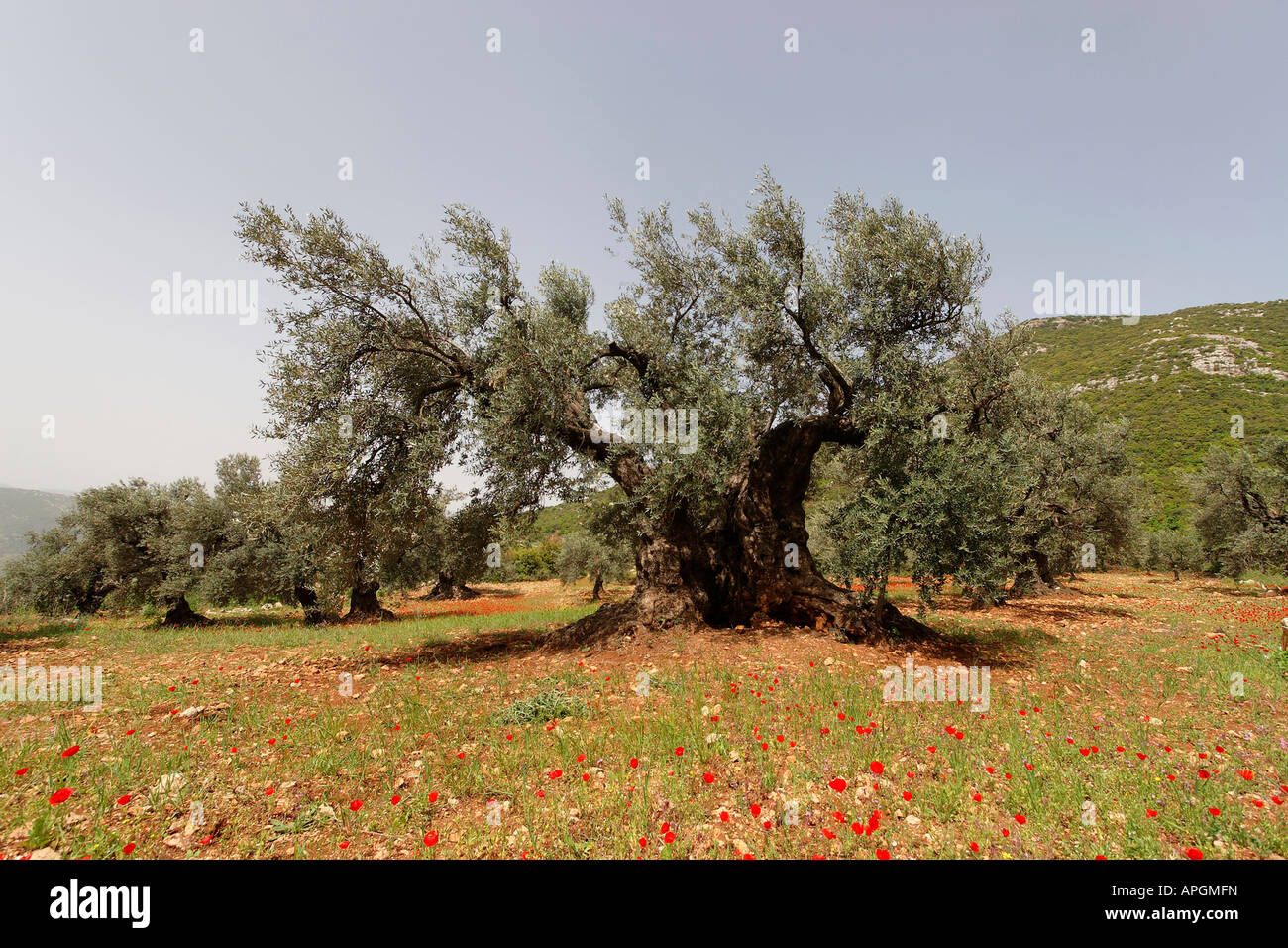 Oleaceae nature israel -Fotos und -Bildmaterial in hoher Auflösung – Alamy