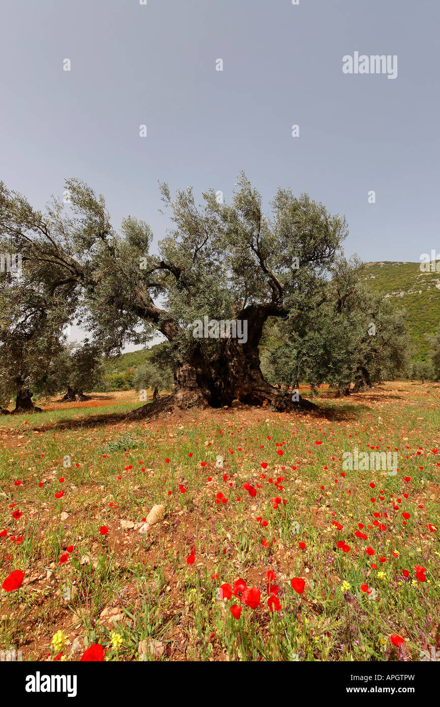 Israel upper galilee olive tree -Fotos und -Bildmaterial in hoher ...