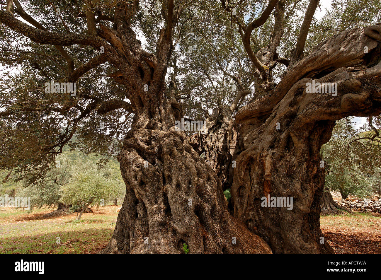Israel upper galilee olive tree -Fotos und -Bildmaterial in hoher ...