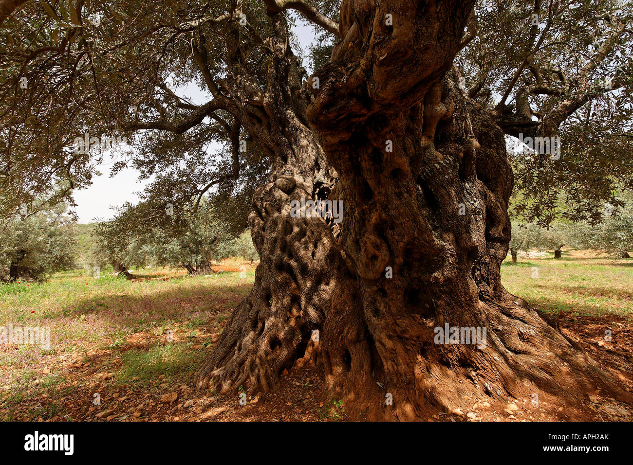Oleaceae nature israel -Fotos und -Bildmaterial in hoher Auflösung – Alamy