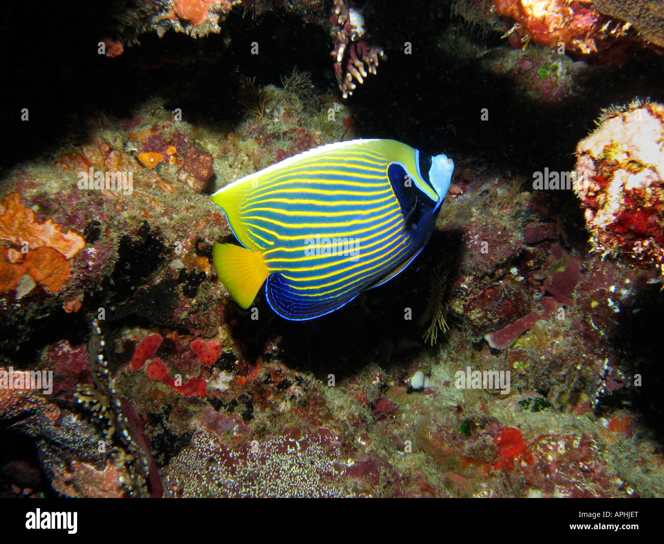 Kaiser-Kaiserfisch-Pomacanthus Imperator Agincourt Reef Great Barrier ...