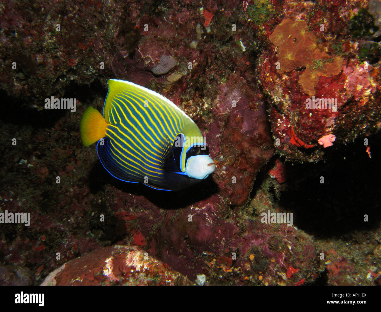 Kaiser kaiserfisch pomacanthus imperator -Fotos und -Bildmaterial in ...