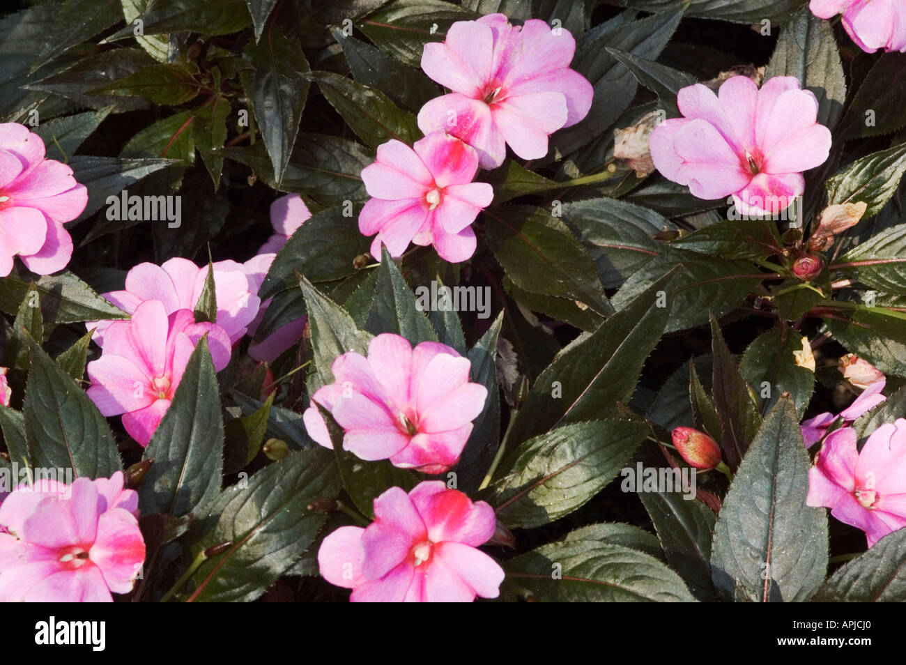 Rosa Begonie Stockfotos und -bilder Kaufen - Alamy