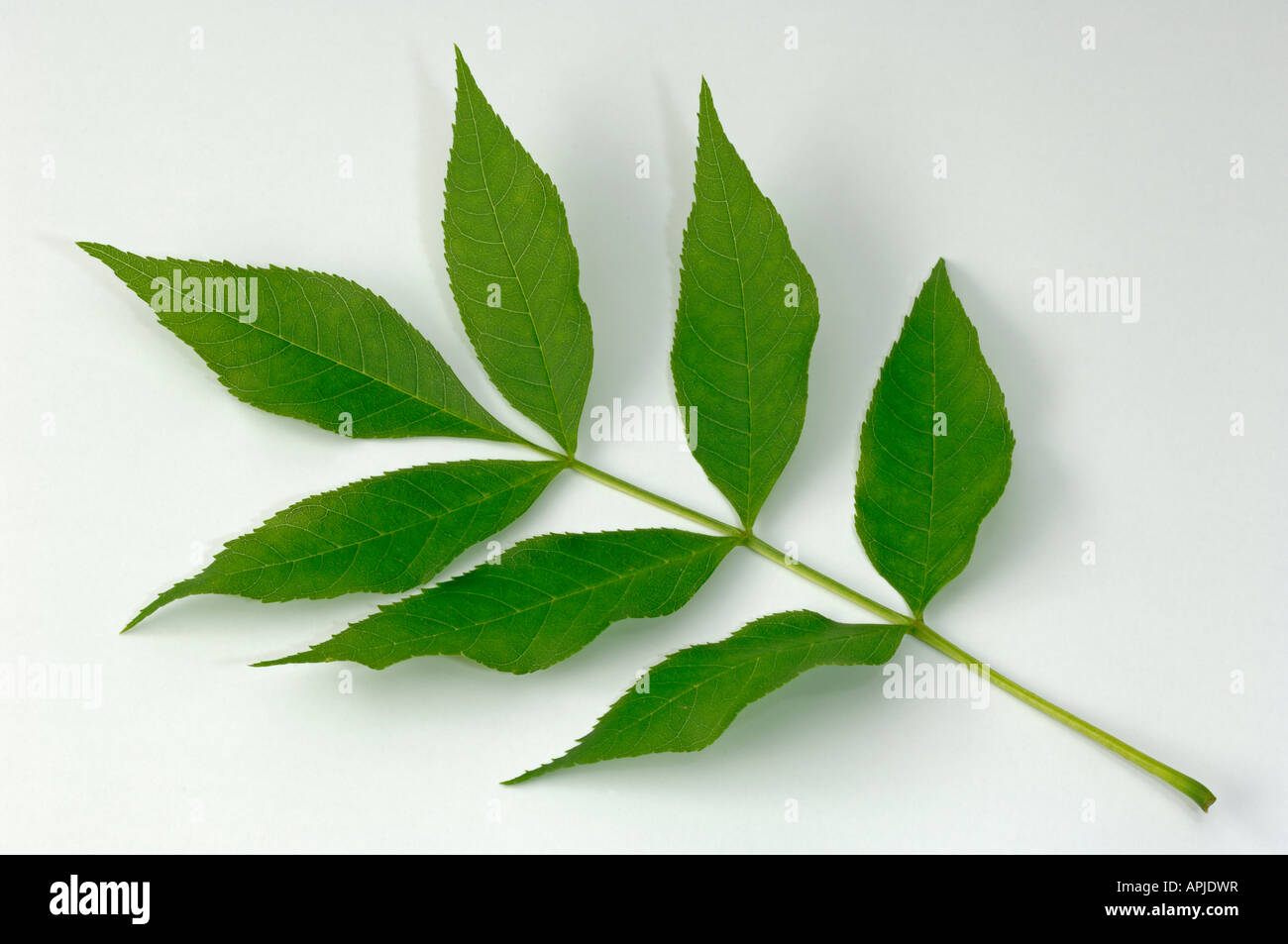 Gemeinsamen Esche (Fraxinus Excelsior) Blatt Studio Bild ...
