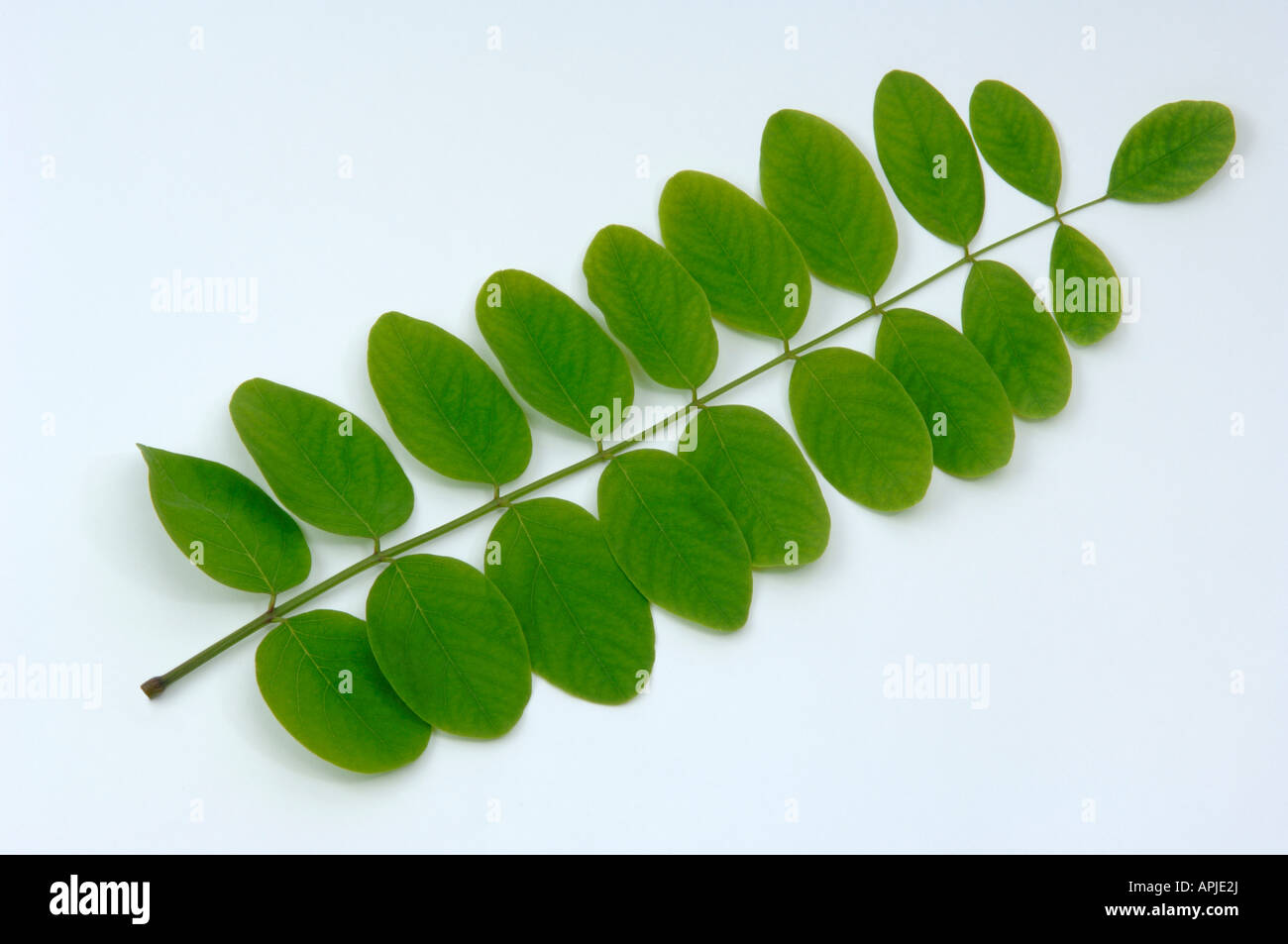 Locust Tree Robinie gemeinsame Akazie Robinie (Robinia Pseudoacacia ...