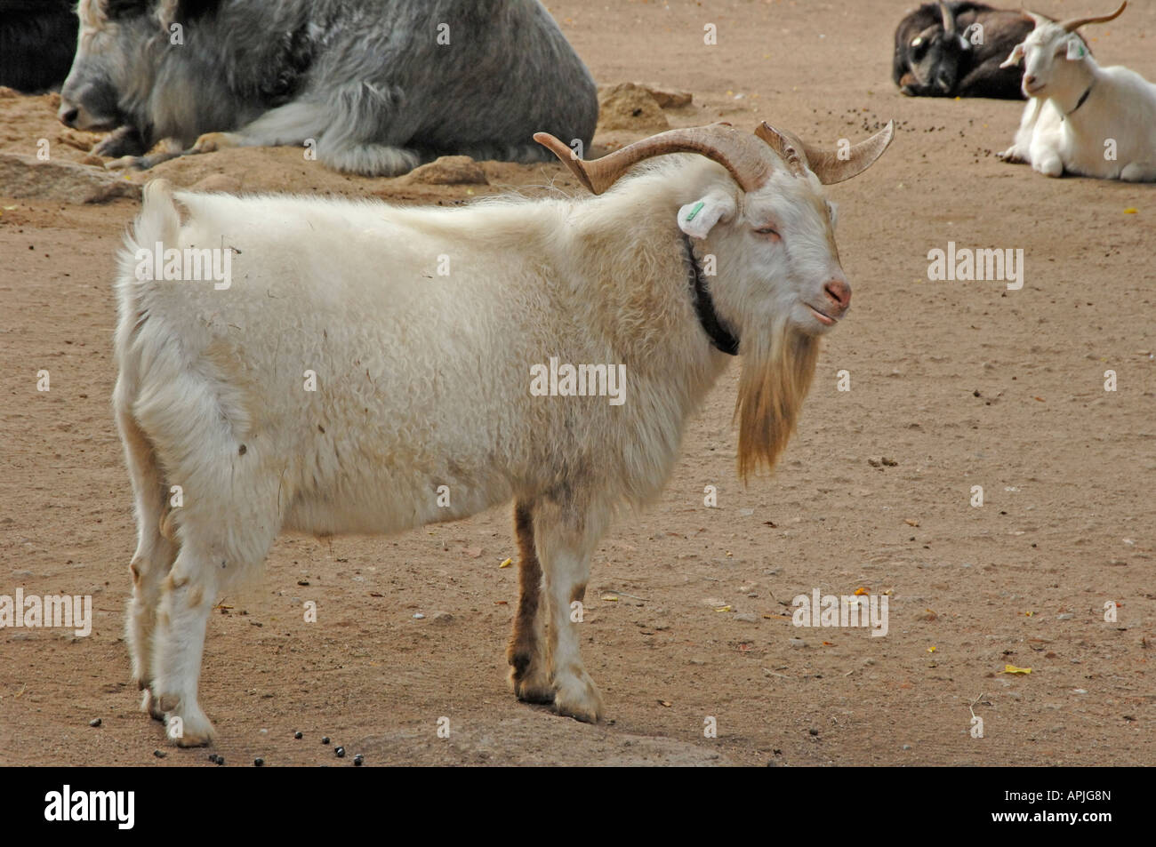 Cashmere Goat (capra Hircus) Stockfotos und -bilder Kaufen - Alamy
