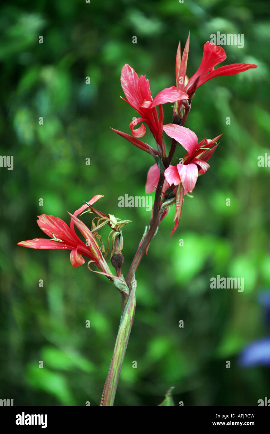 Canna x generalis -Fotos und -Bildmaterial in hoher Auflösung – Alamy