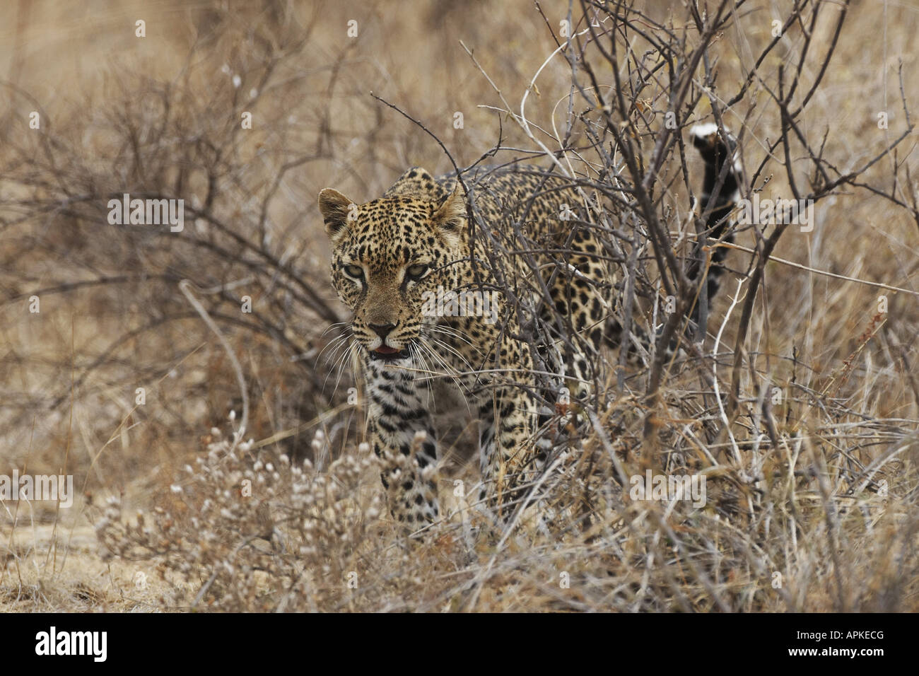 Leopard (Panthera Pardus), in Trockenrasen, Kenya, Samburu National ...