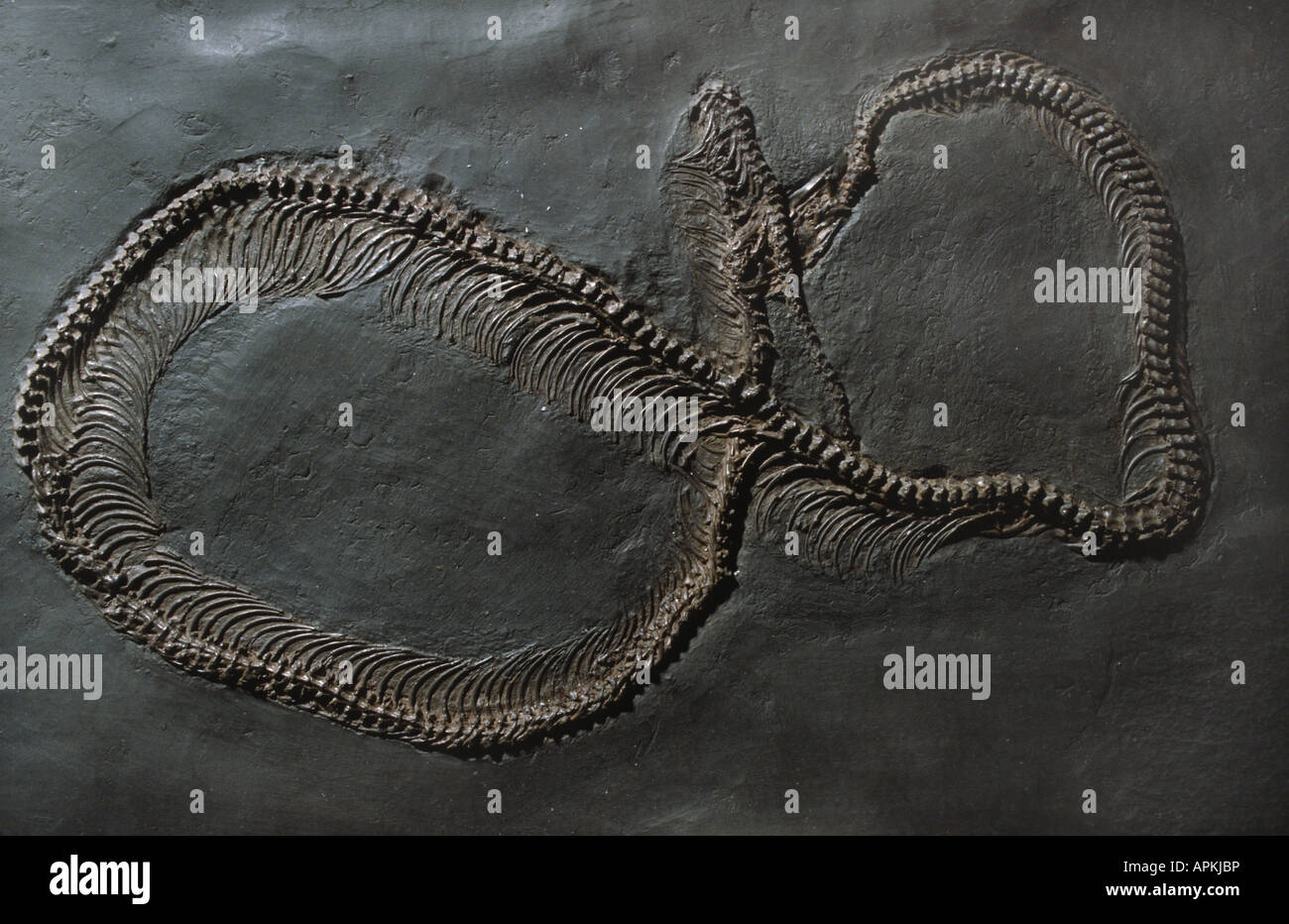 Fossile schlange -Fotos und -Bildmaterial in hoher Auflösung – Alamy